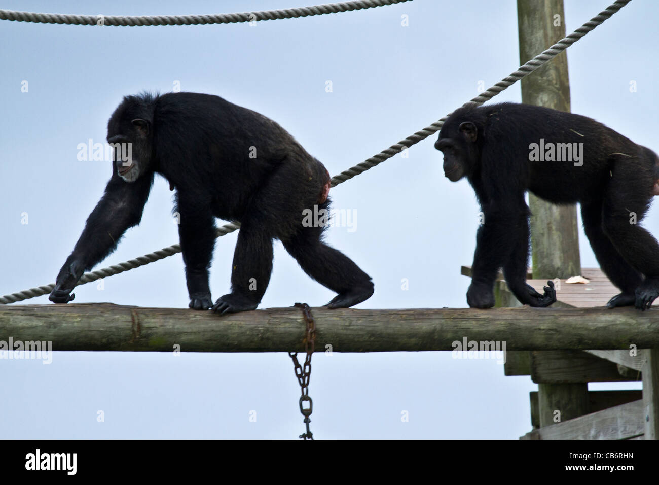 Chimpanzee taxonomy hi-res stock photography and images - Alamy