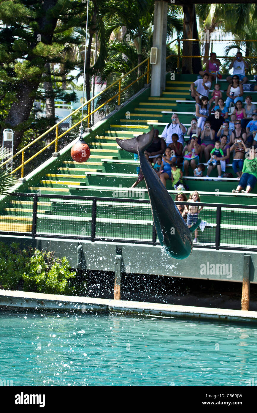 Bottlenose Dolphin Show Stock Photo - Alamy