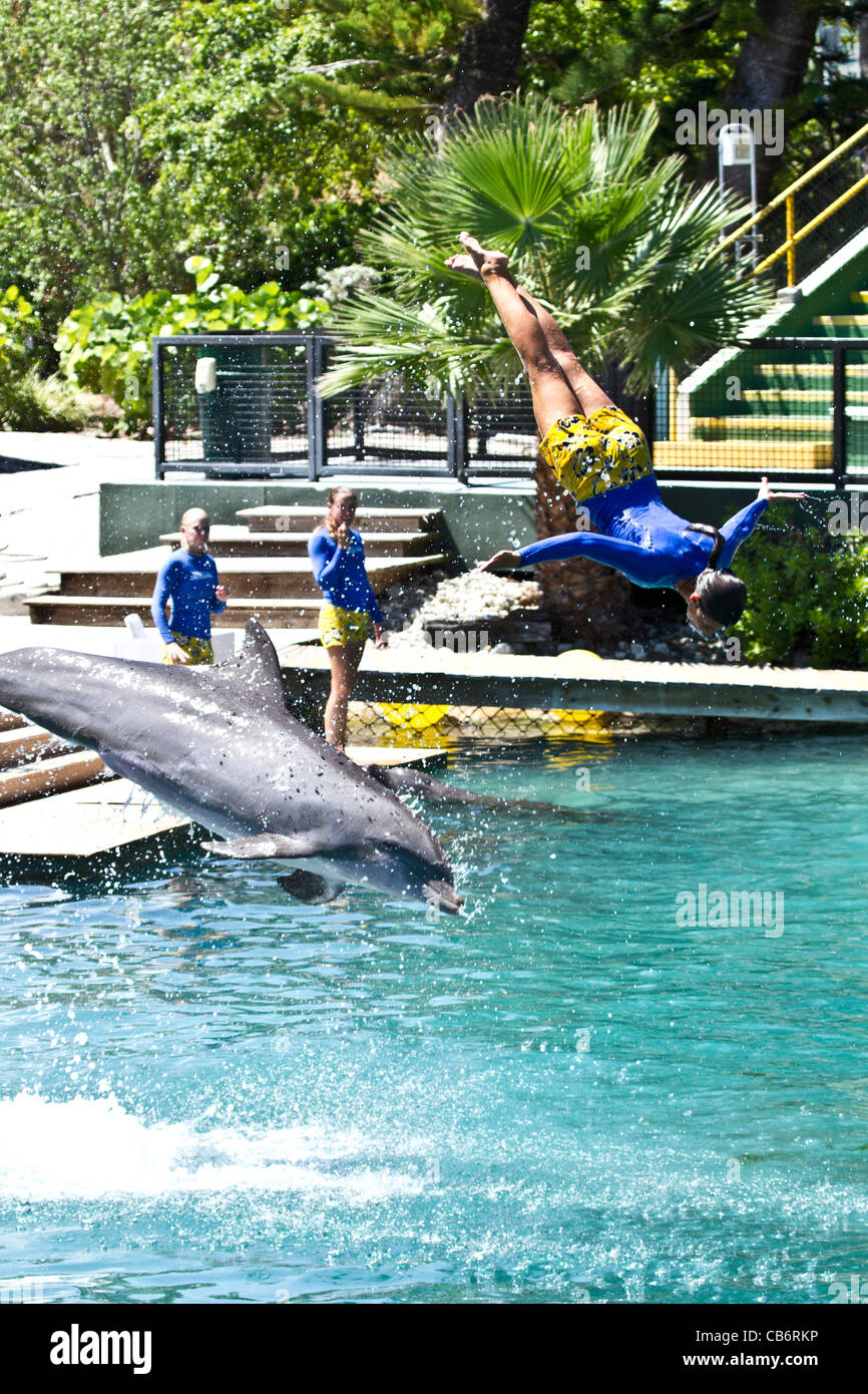 Bottlenose Dolphin Show Stock Photo - Alamy