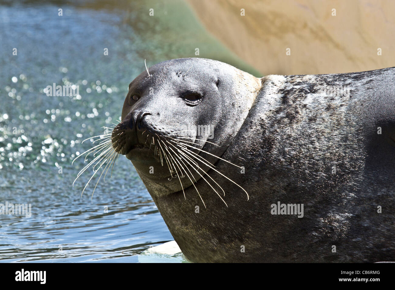Seal zoological hi-res stock photography and images - Alamy