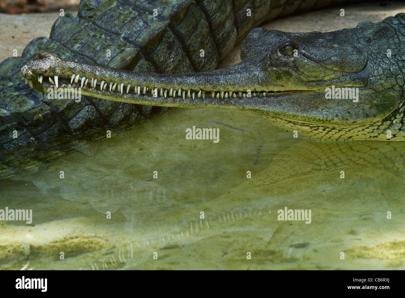Indian gharial hi-res stock photography and images - Alamy
