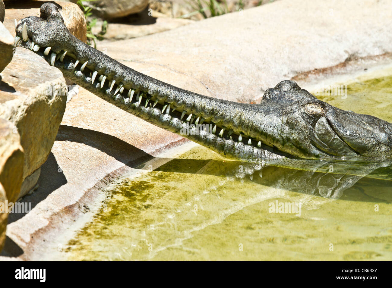 Indian gharial hi-res stock photography and images - Alamy