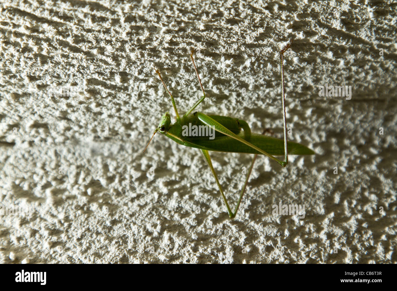 North american green grasshopper hi-res stock photography and images ...