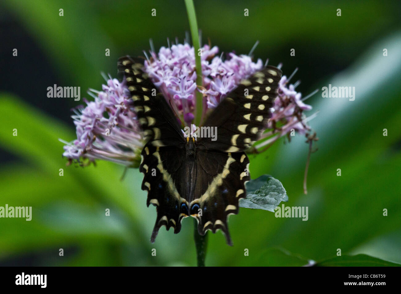South carolina butterfly hi-res stock photography and images - Alamy