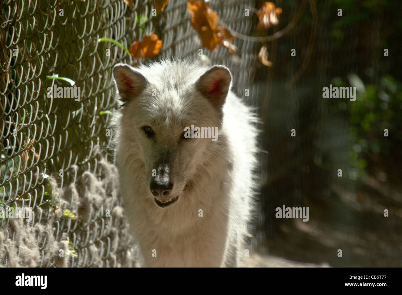 Wolf temperate forest hi-res stock photography and images - Alamy