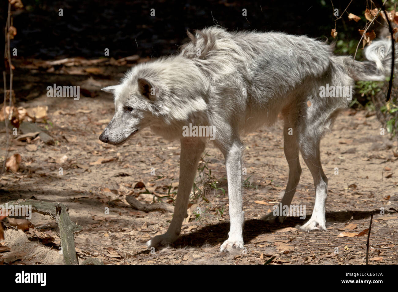 Wolf Temperate Forest High Resolution Stock Photography and Images - Alamy