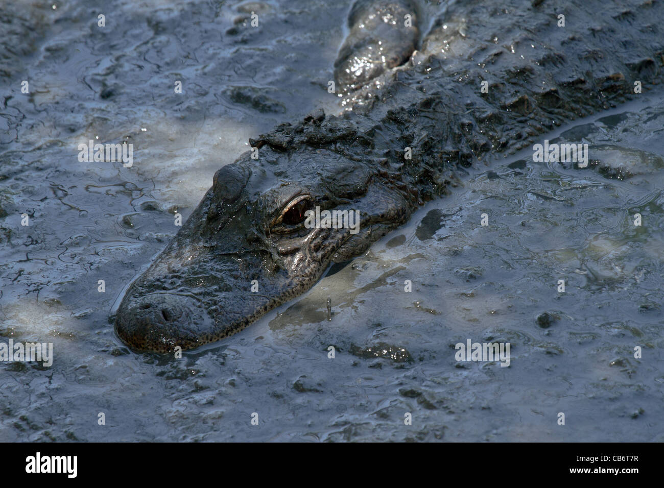 American alligator north carolina hi-res stock photography and images ...