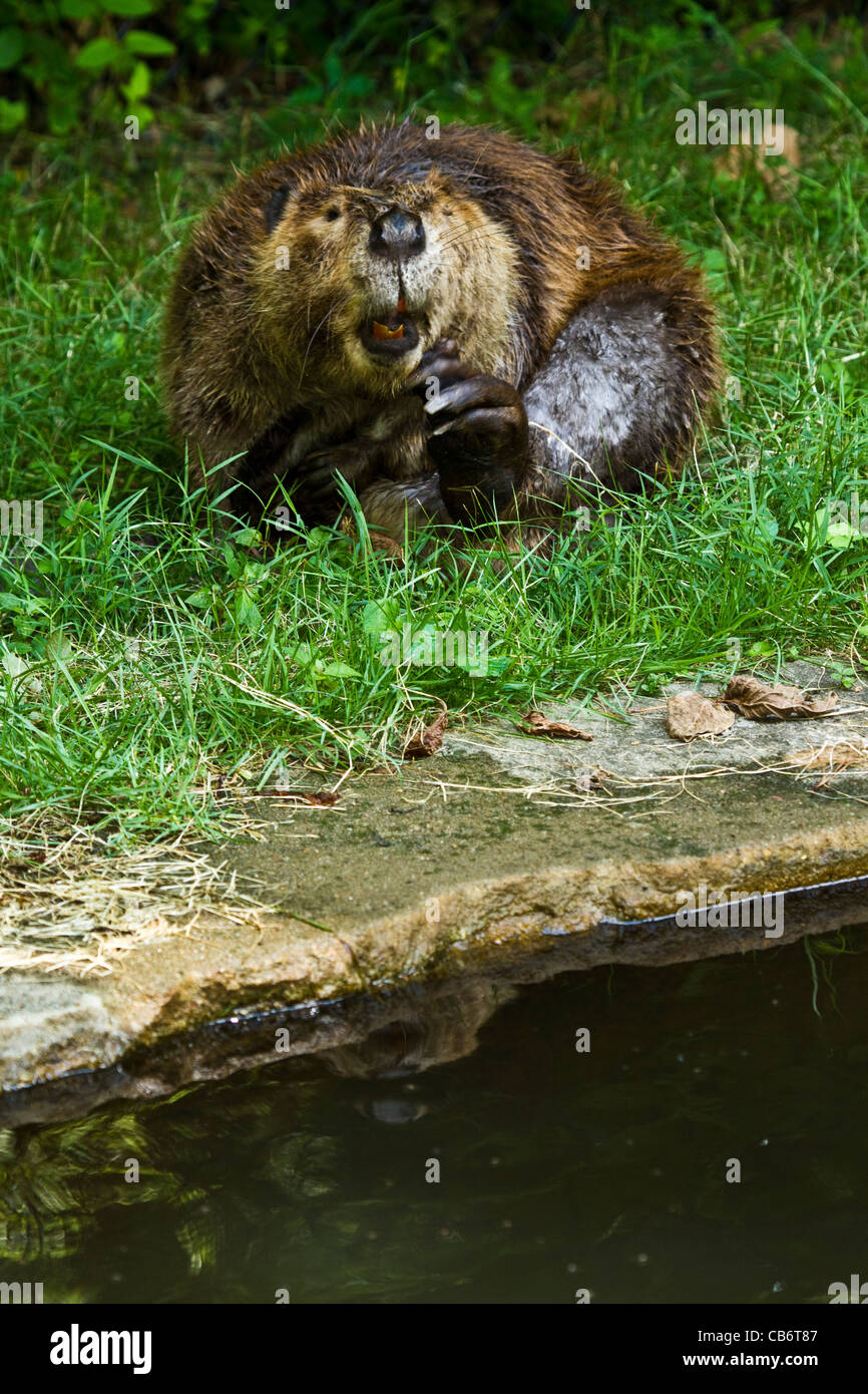 North American Beaver Stock Photo - Alamy