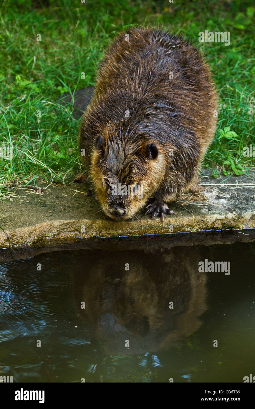 Taxonomical hi-res stock photography and images - Alamy