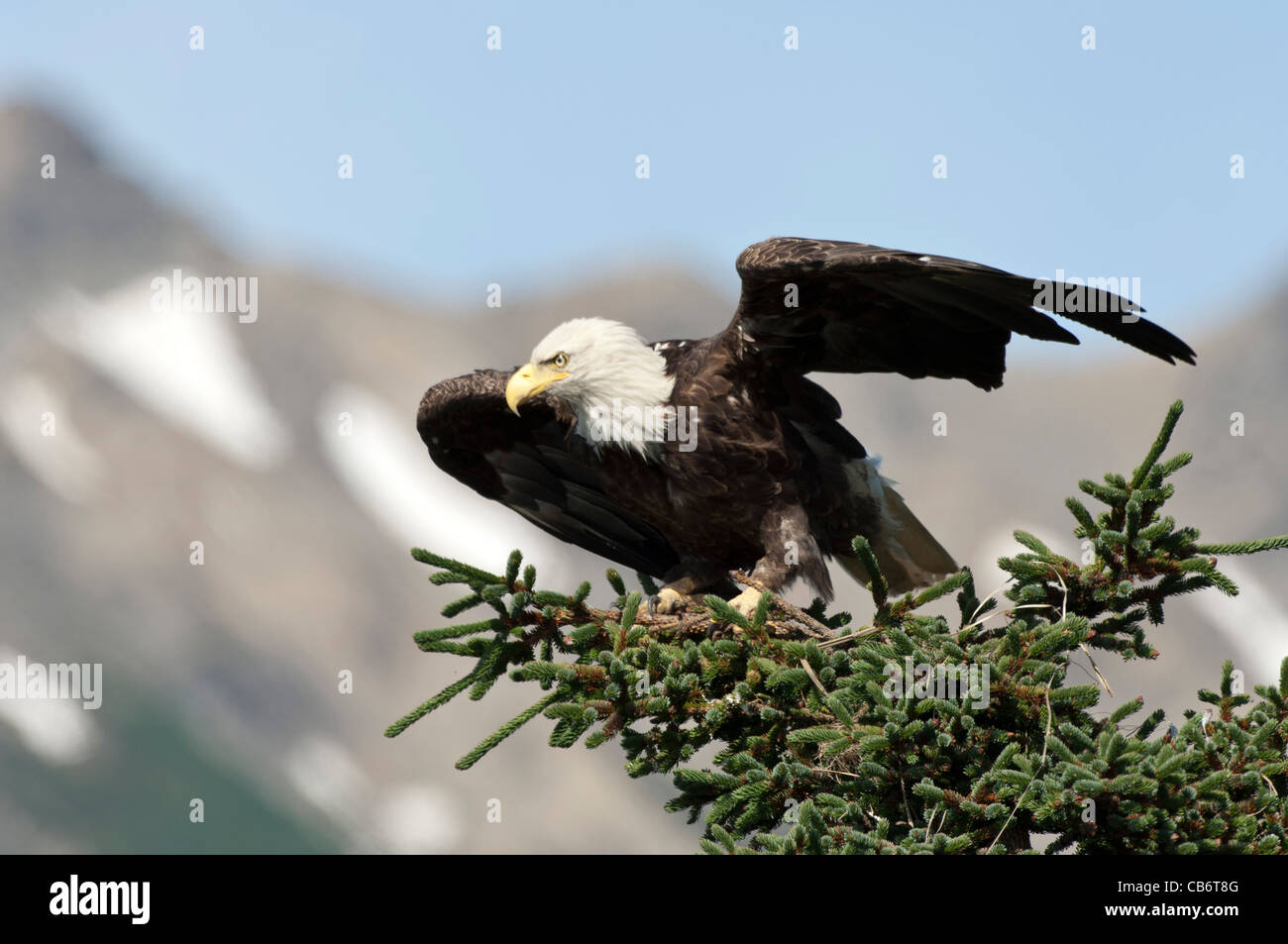 Stock photo of a bald eagle sitting on top of a conifer tree Stock ...