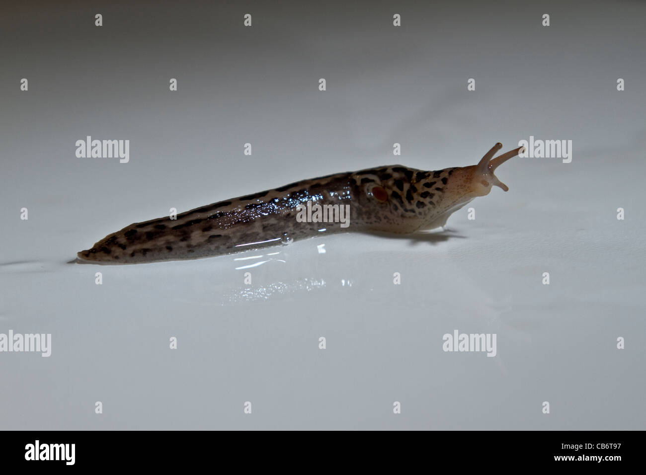 Native slug hi-res stock photography and images - Alamy