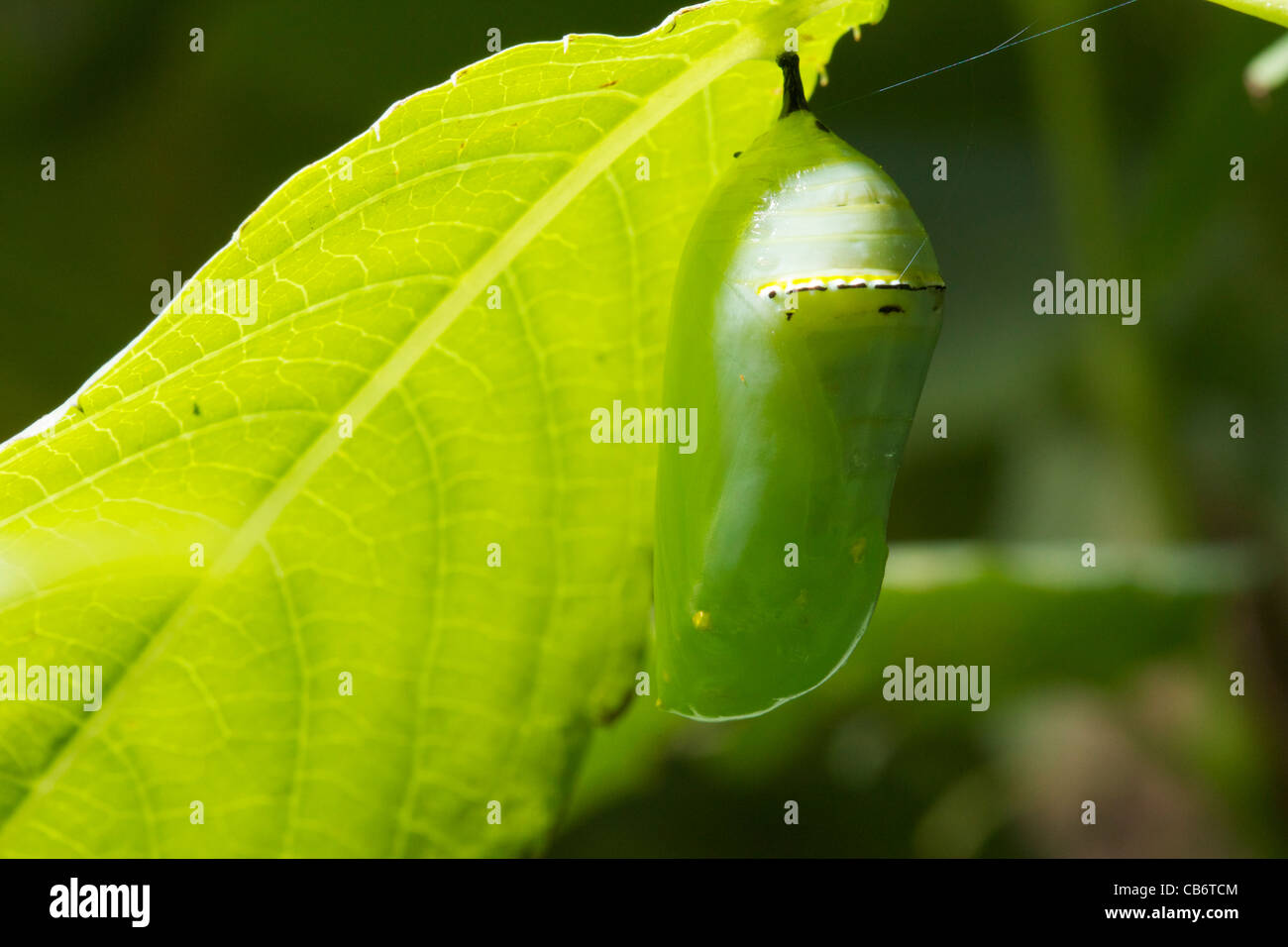 Monarch butterfly chrysalis Stock Photo - Alamy