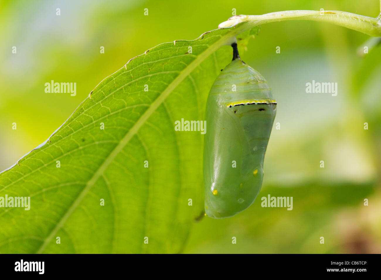 Monarch butterfly chrysalis hi-res stock photography and images - Alamy