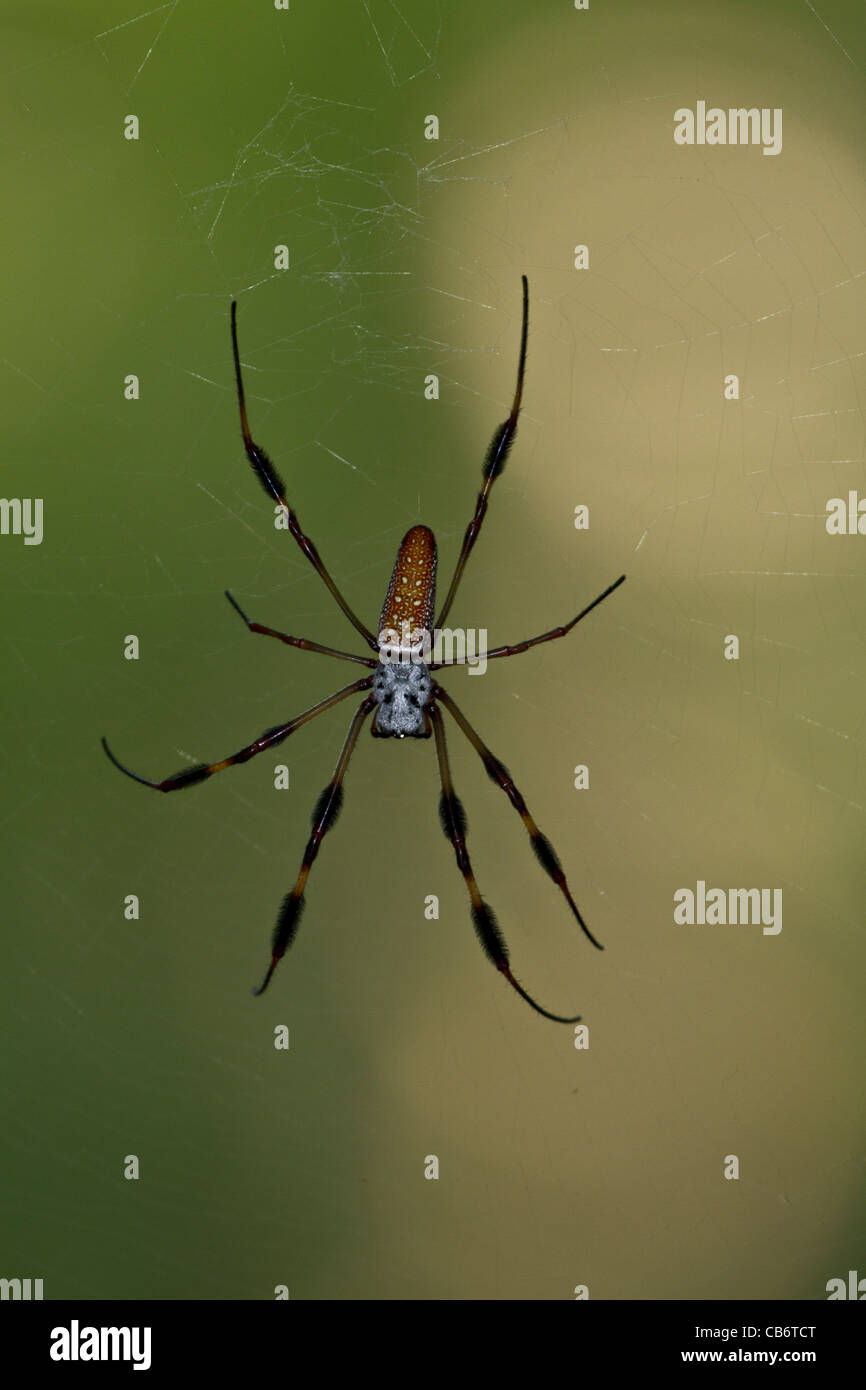Golden Silk Orbweaver Spider Stock Photo - Alamy