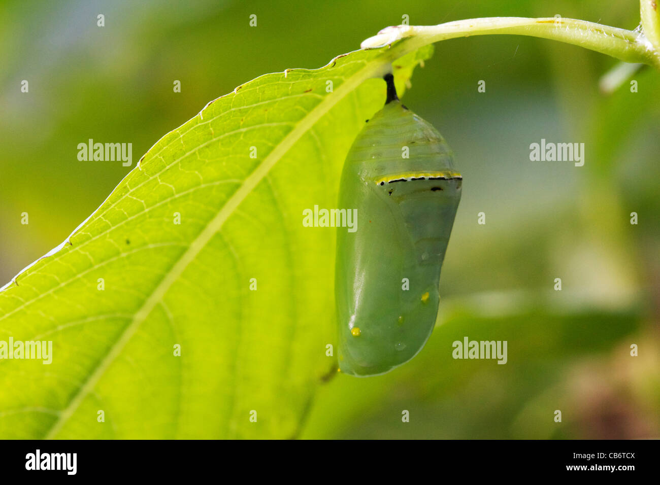 Monarch butterfly chrysalis Stock Photo - Alamy