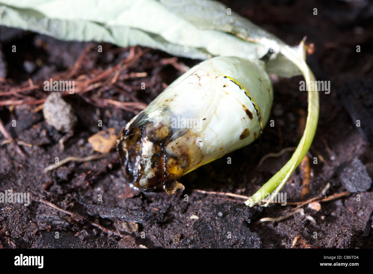 Monarch caterpillar predator hi-res stock photography and images - Alamy