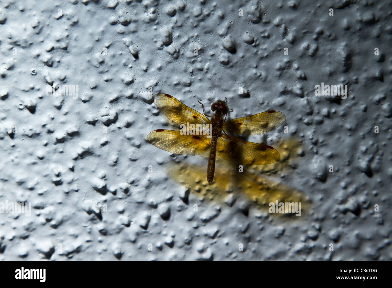 Eastern Amberwing Dragonfly Stock Photo - Alamy