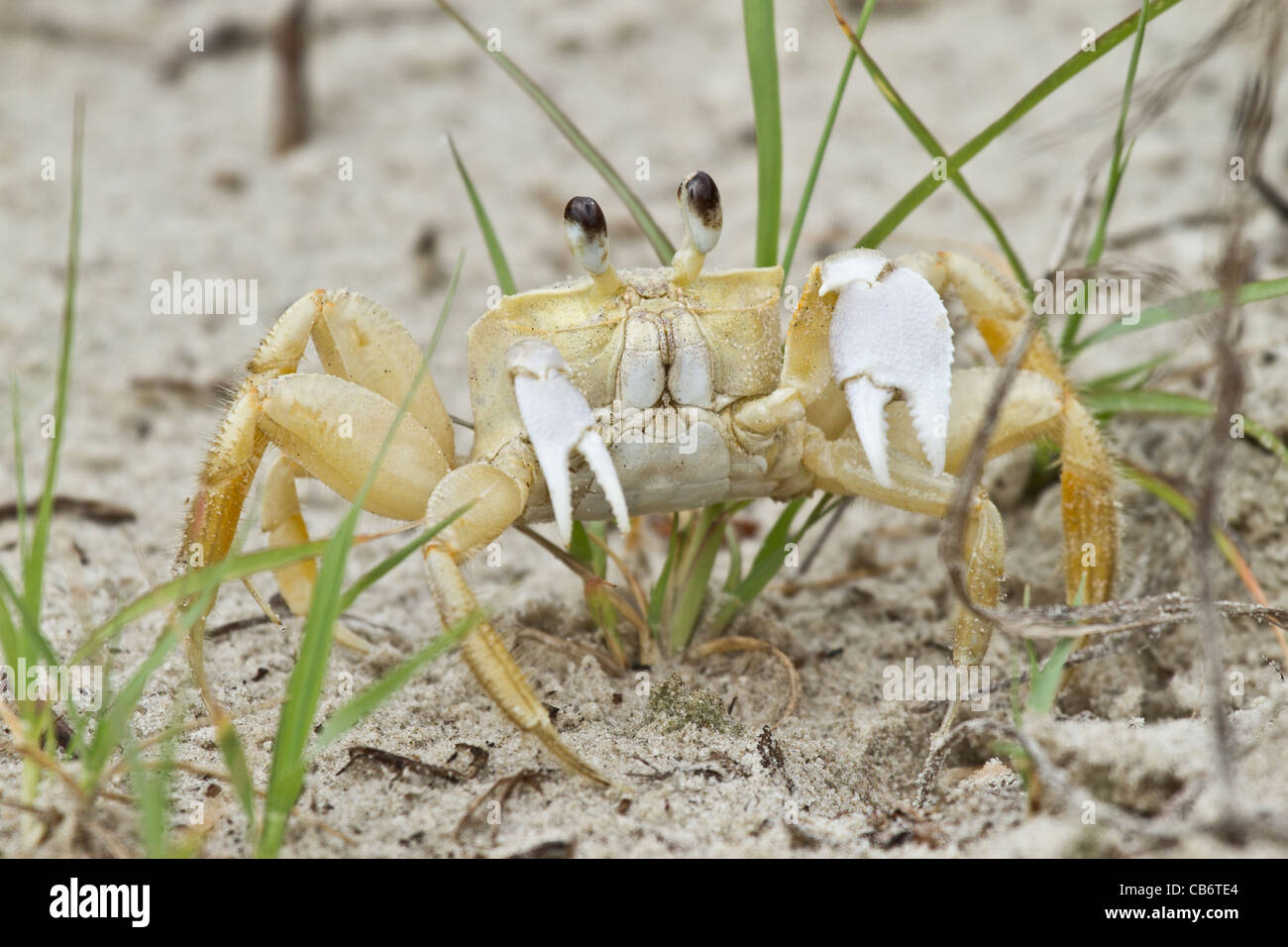 Ghost Crab Stock Photo - Alamy
