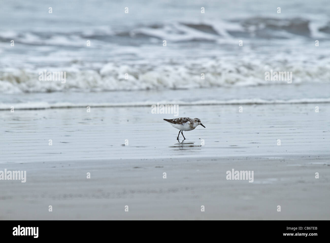 Taxonomical hi-res stock photography and images - Alamy