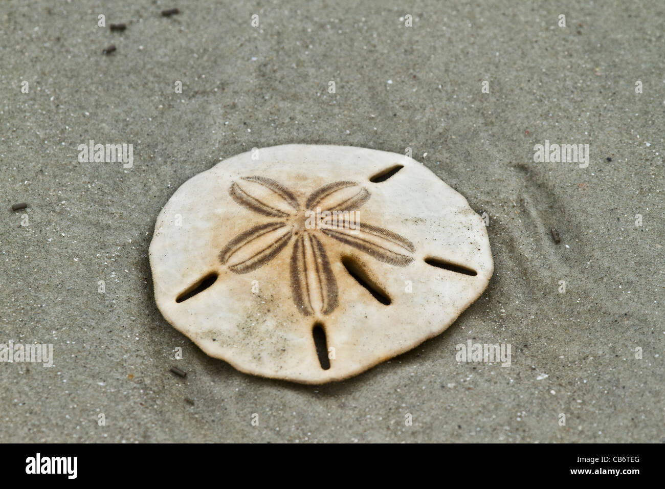Taxonomical hi-res stock photography and images - Alamy