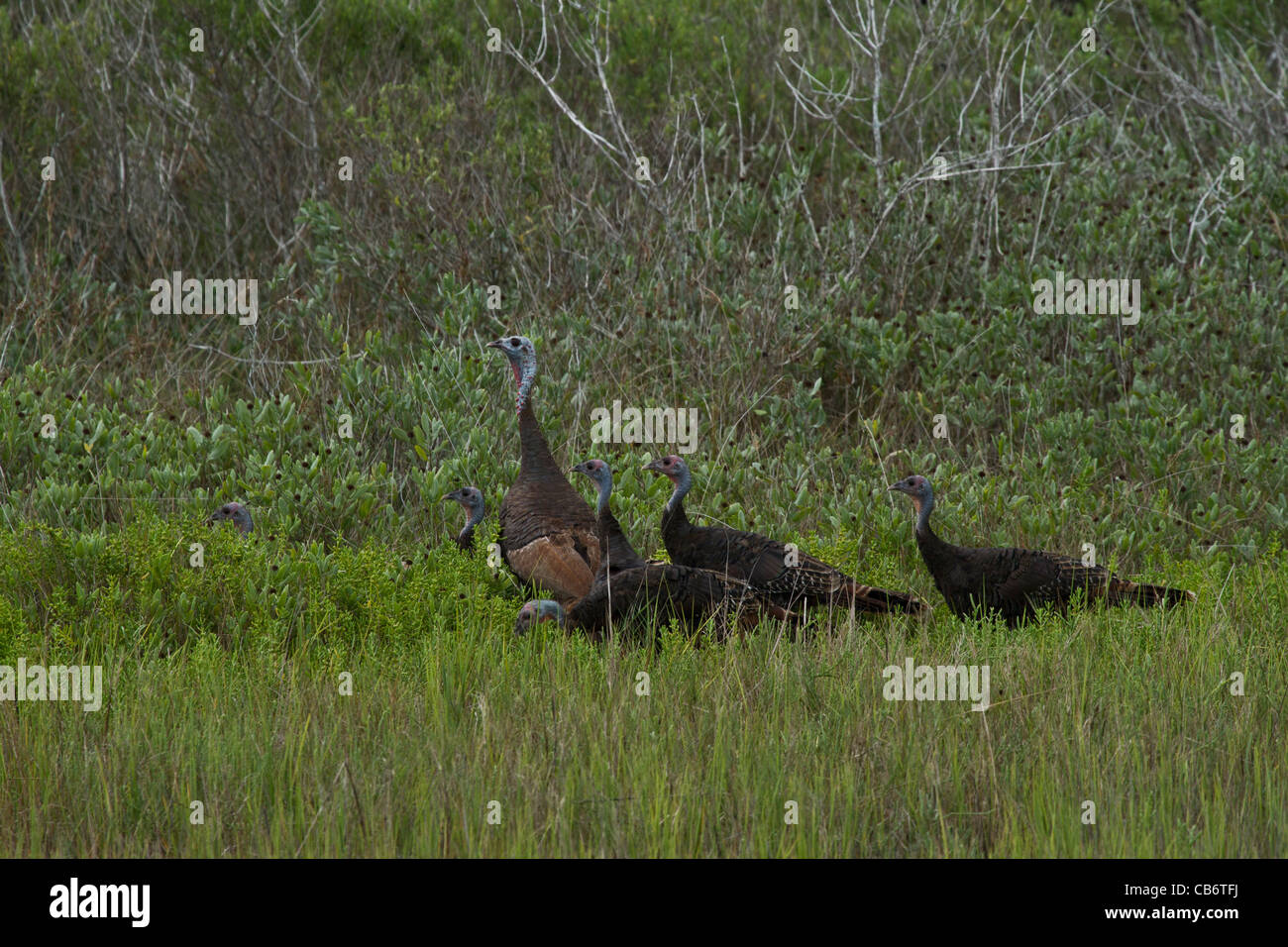 South carolina turkeys hi-res stock photography and images - Alamy