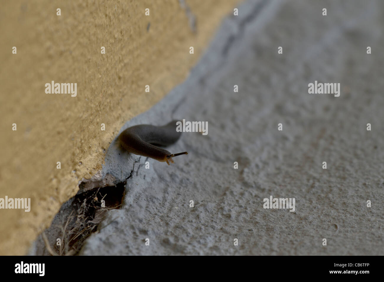 Taxonomical hi-res stock photography and images - Alamy