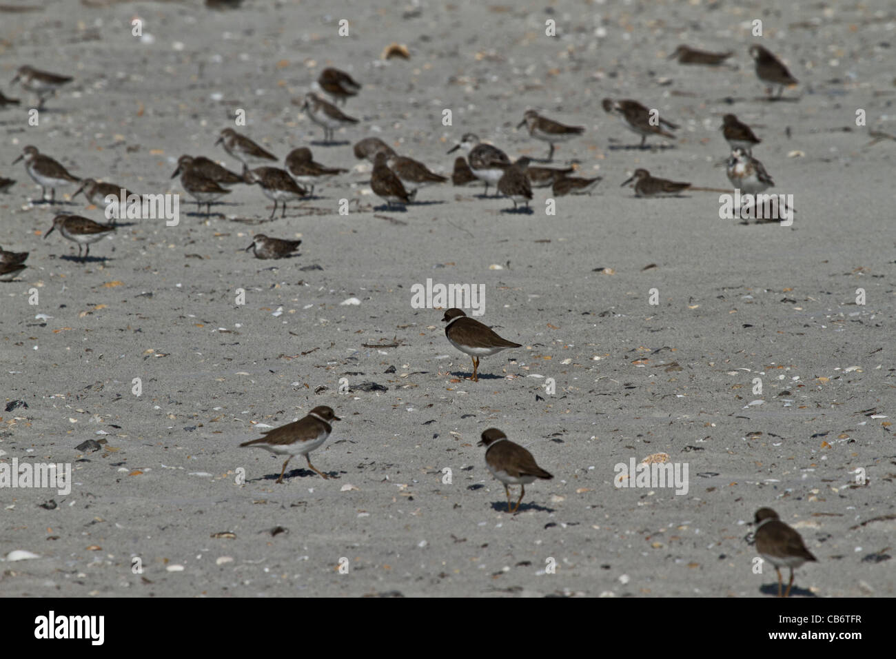 Group of Shore Birds on the Beach Stock Photo - Alamy