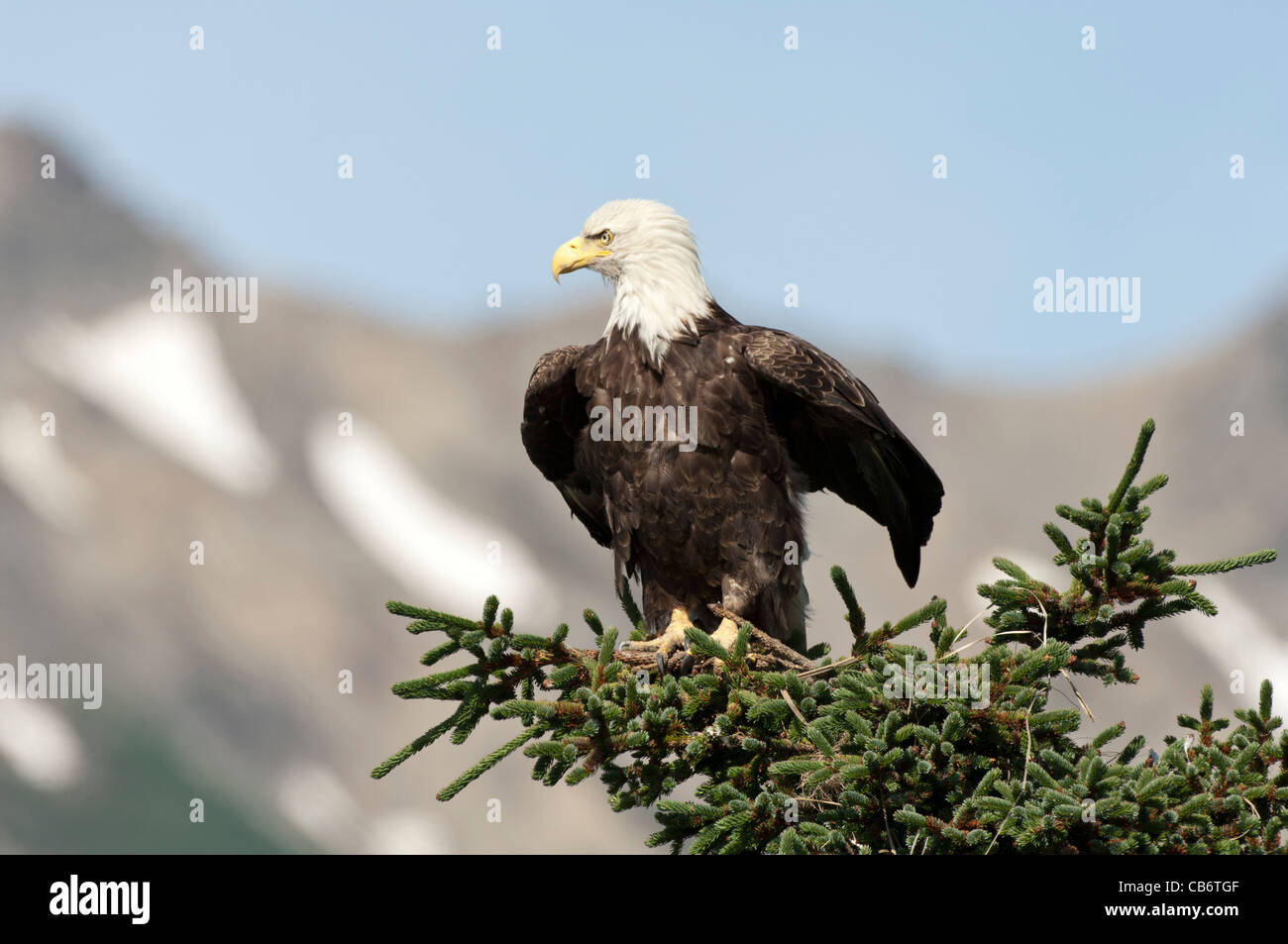 Stock photo of a bald eagle perched on top of a conifer tree Stock ...