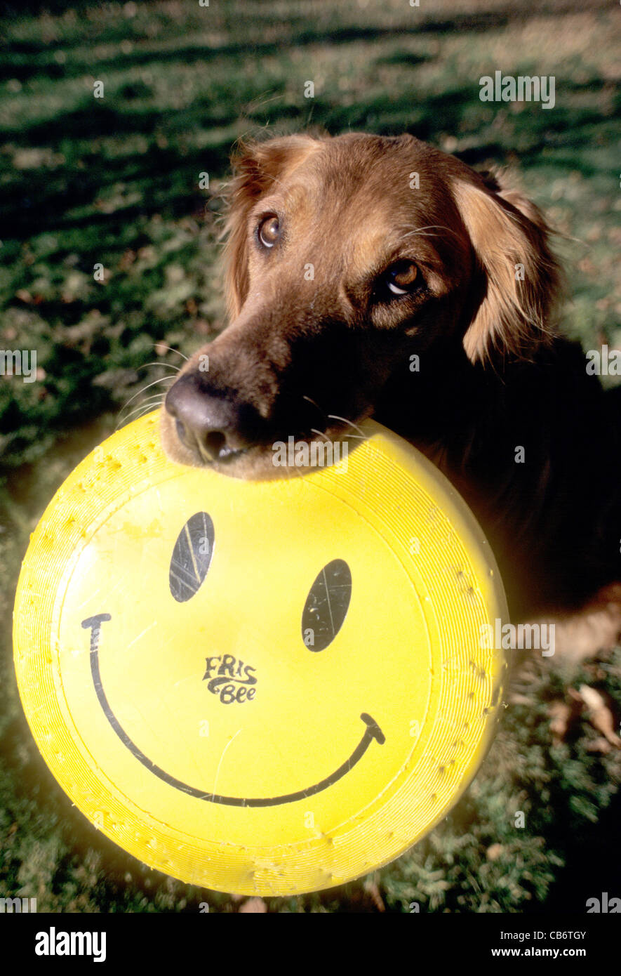 Golden retriever retrieving frisbee hi-res stock photography and images ...