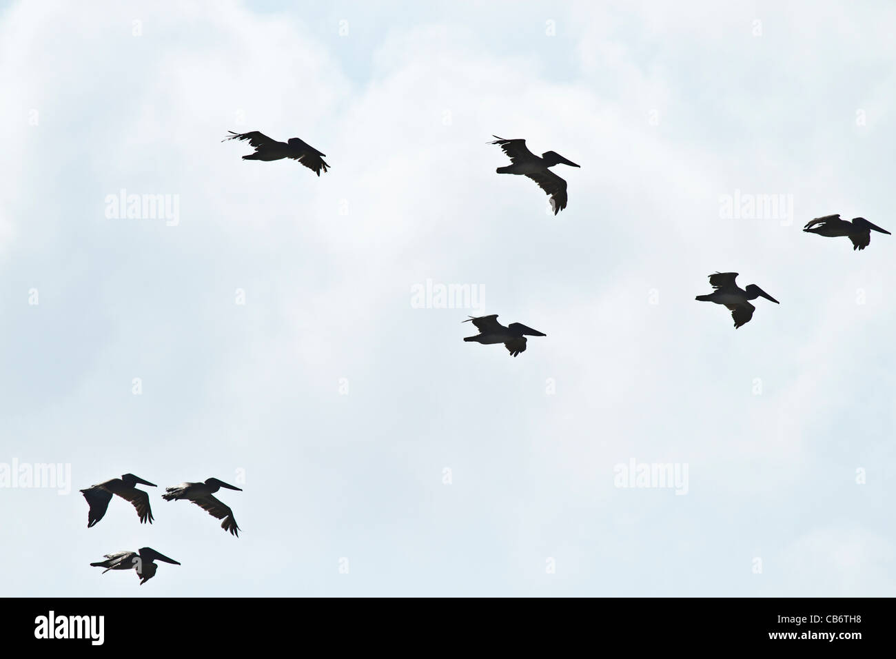 Brown Pelicans Flying Stock Photo - Alamy