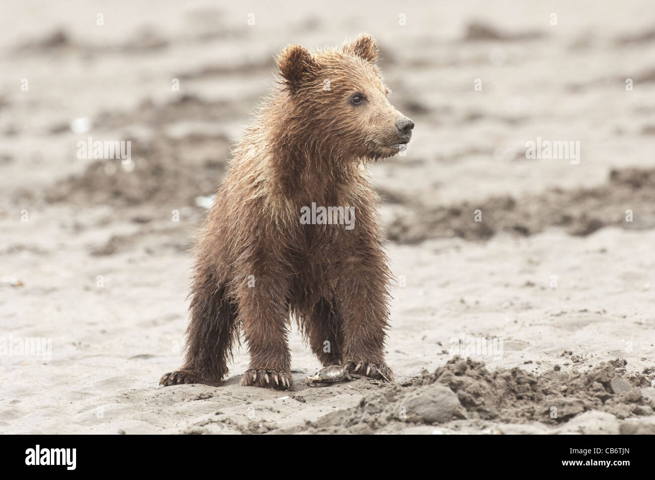 Stock photo of an Alaskan brown bear cub standing on the beach at low ...