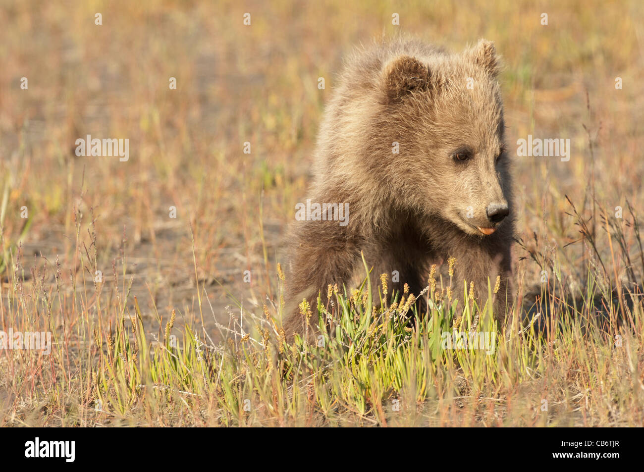 Bear stand hi-res stock photography and images - Alamy