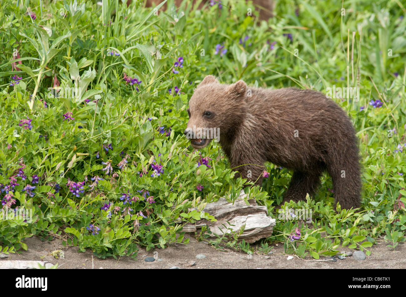 Stock photo of an Alaskan coastal brown bear cub standing in a meadow ...