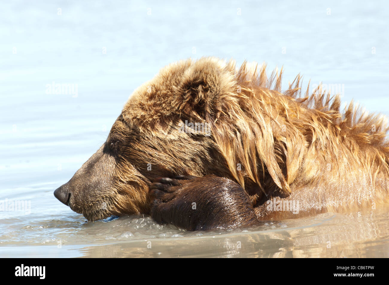 Stock photo of an Alaskan brown bear bathing in a creek Stock Photo - Alamy
