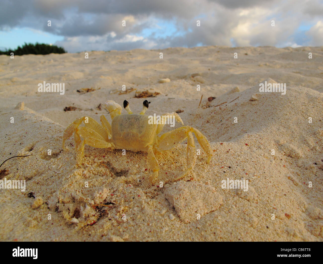 Sand crab on the Caribbean beach Stock Photo - Alamy