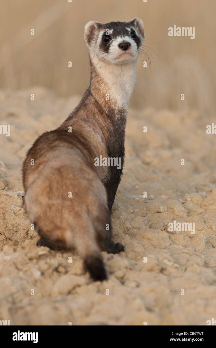 Stock photo of a wild black footed ferret by its burrow Stock Photo - Alamy