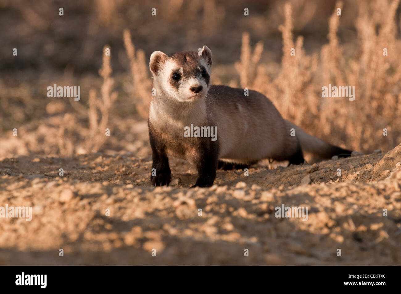 Stock photo of a wild black footed ferret by its burrow Stock Photo - Alamy