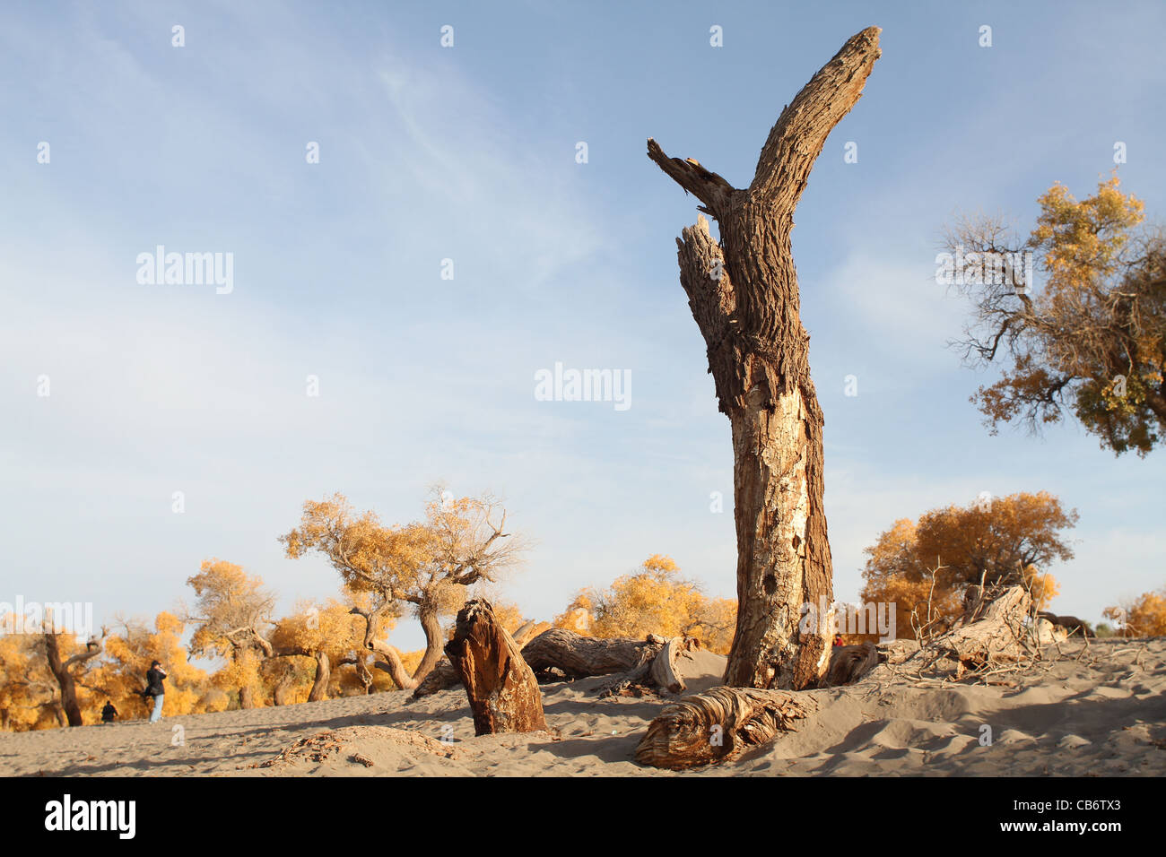 Diversifolious Poplar forests near the river in the desert Stock Photo ...