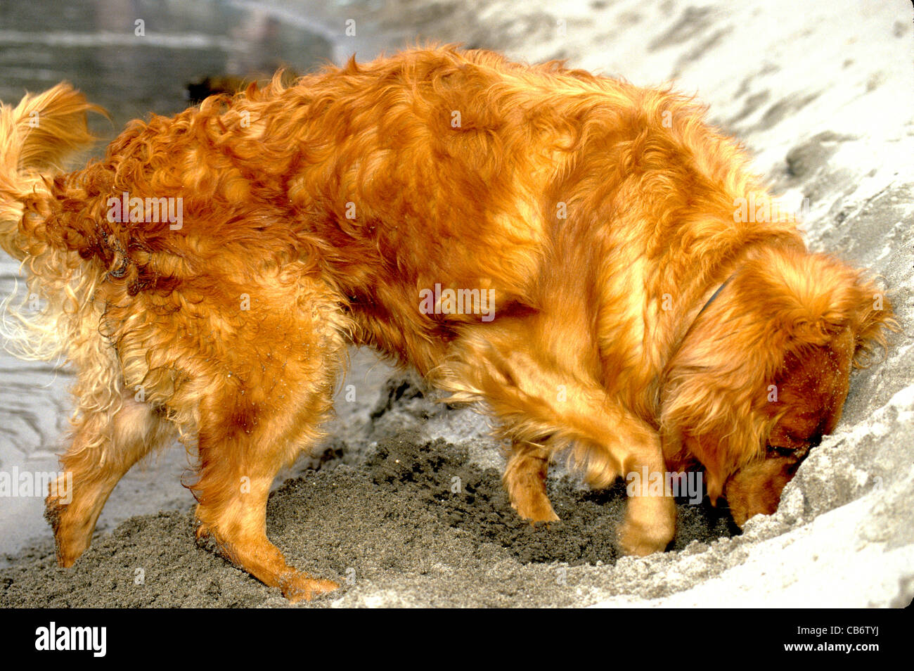 Golden retriever digging hi-res stock photography and images - Alamy