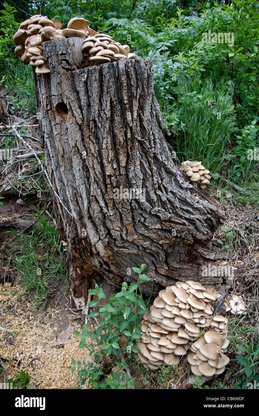 Decaying cottonwood stump Stock Photo - Alamy