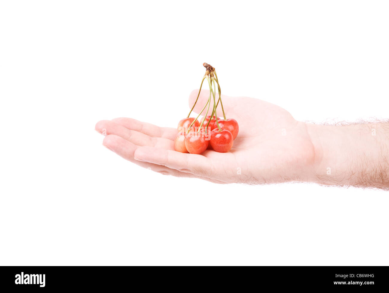 isolated hand of man with red berry on white background Stock Photo - Alamy