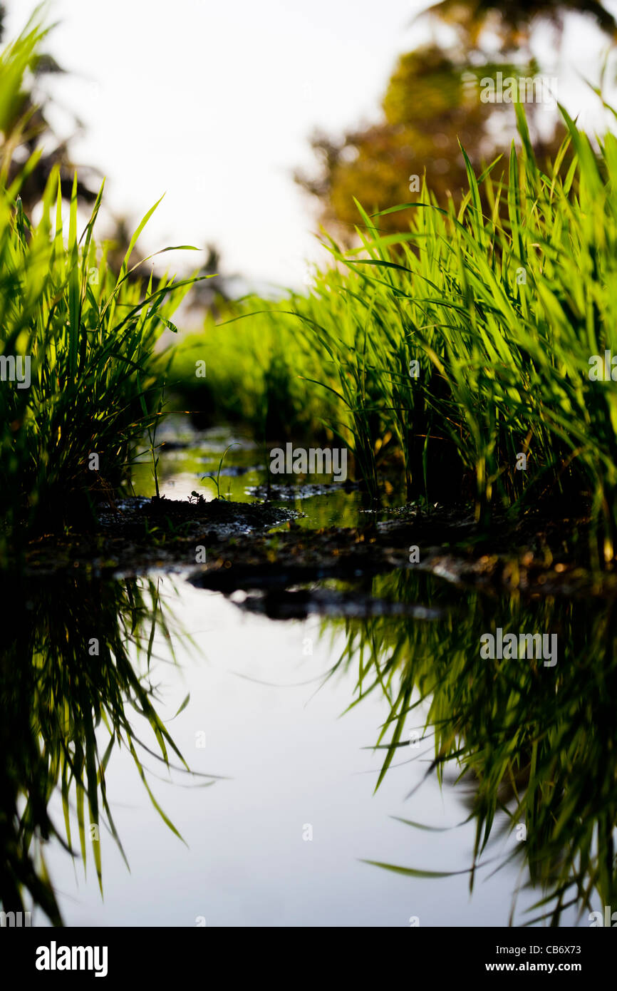 hampi rice paddy water reflect tree low wet food Stock Photo - Alamy