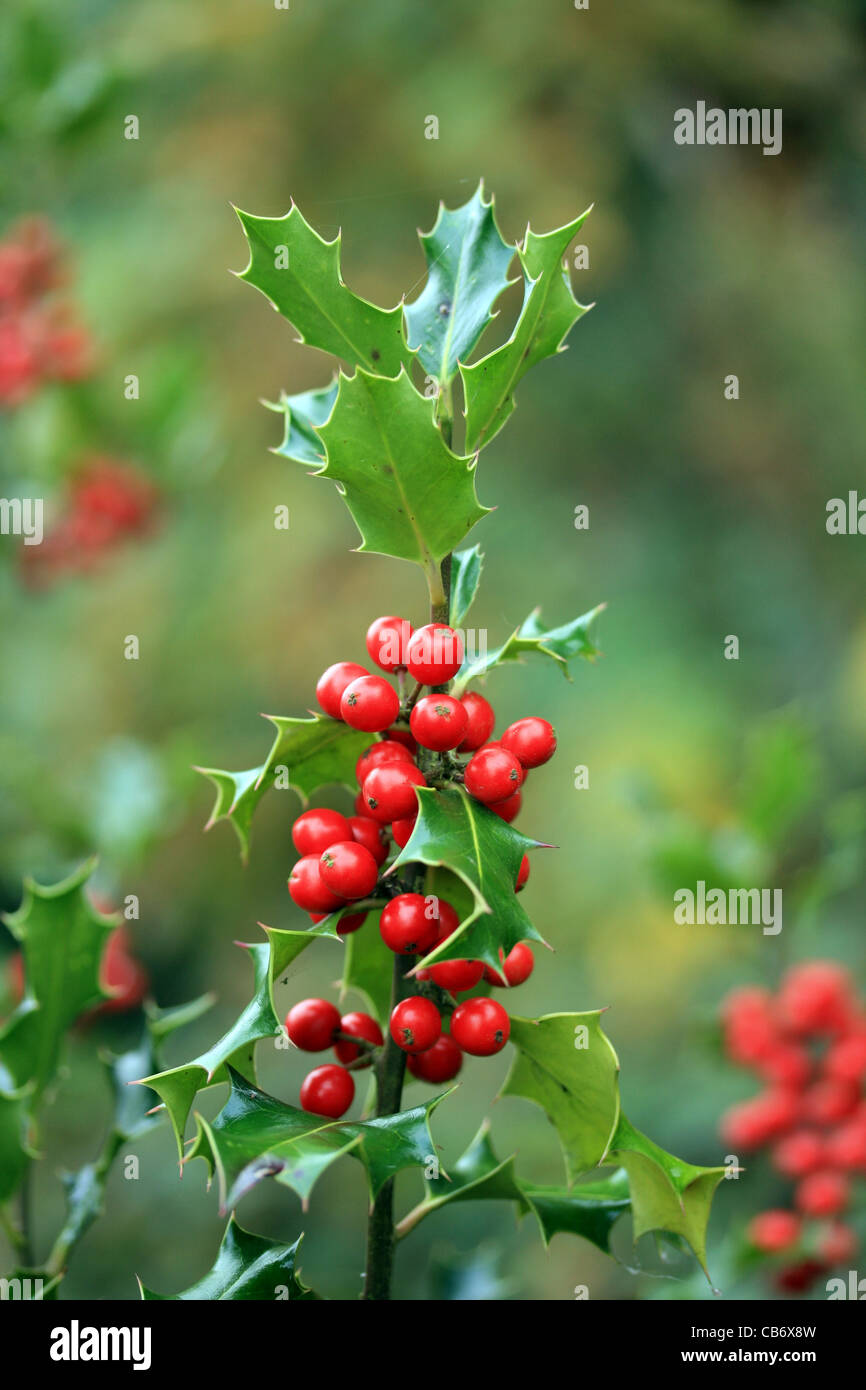 A sprig of holly Stock Photo - Alamy