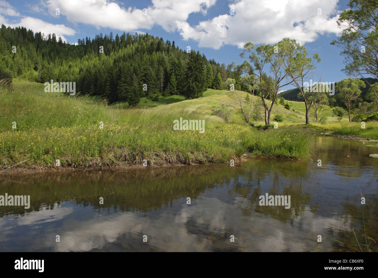 Summer scenery with a small river in Rodopi Mountain near protected ...