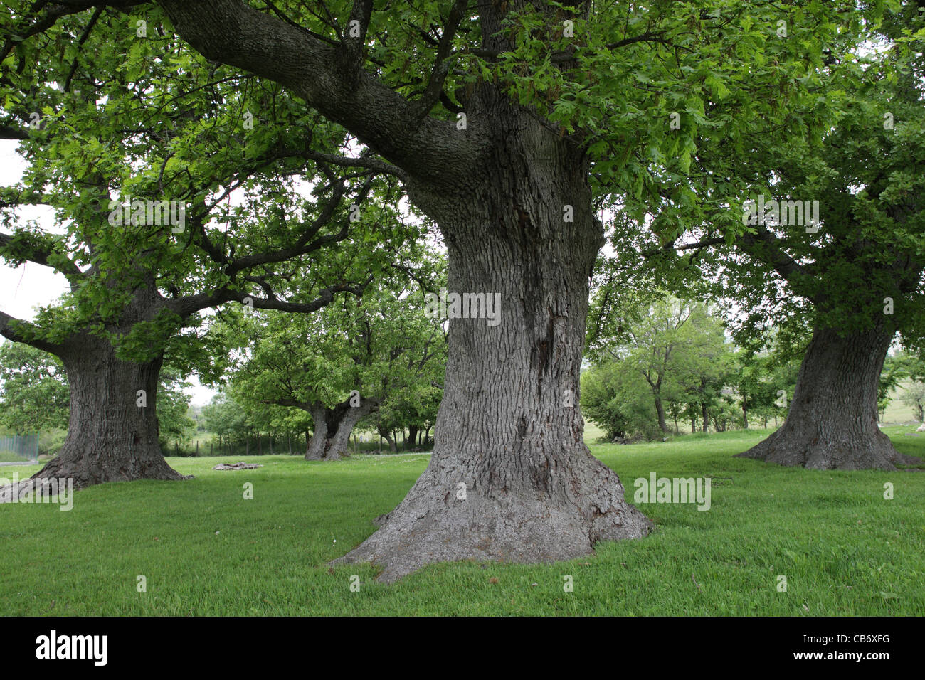 Old oak trees in Northern Bulgaria, summer Stock Photo - Alamy