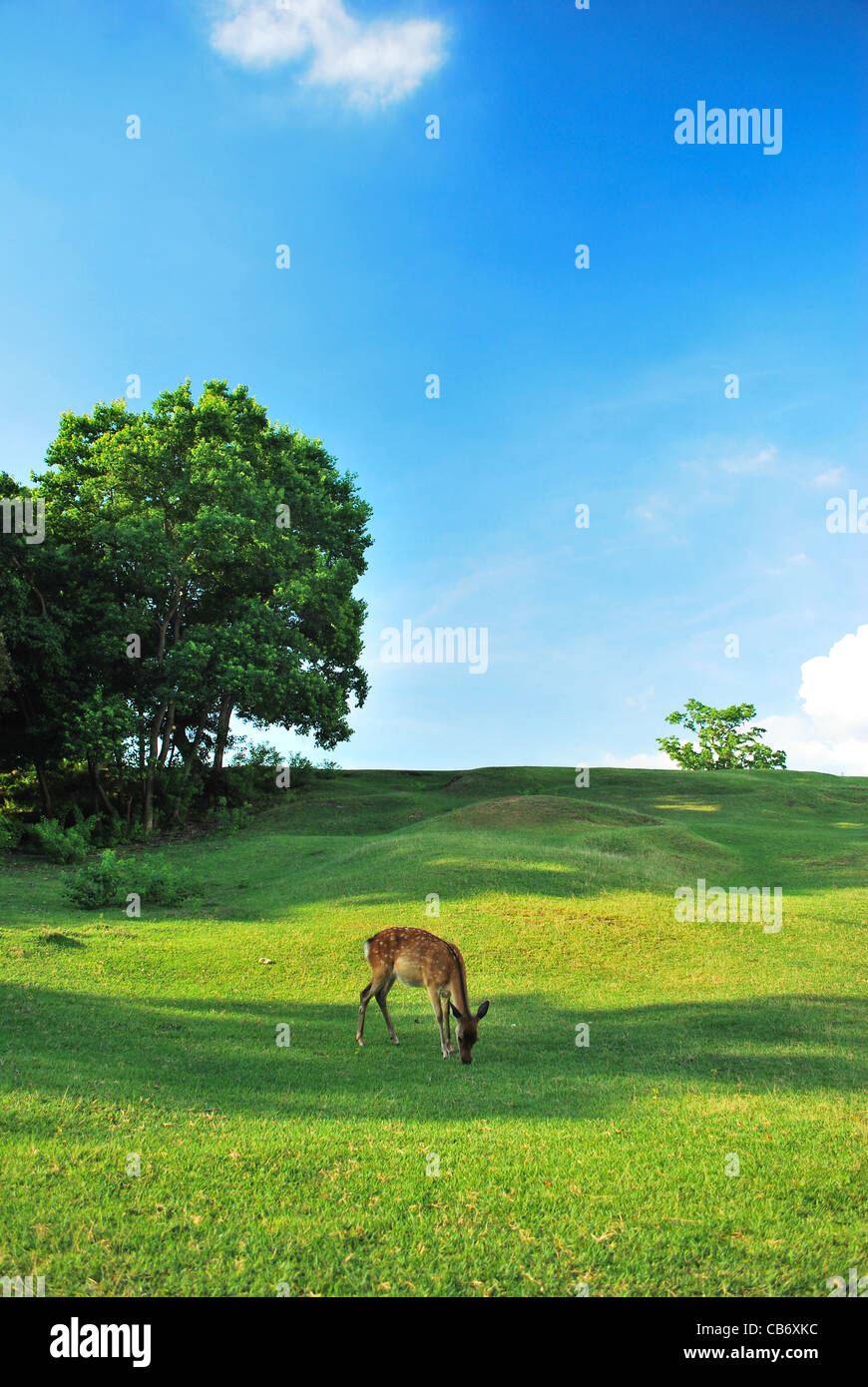 Tame deer in Nara near Mount Wakakusa, Japan Stock Photo - Alamy