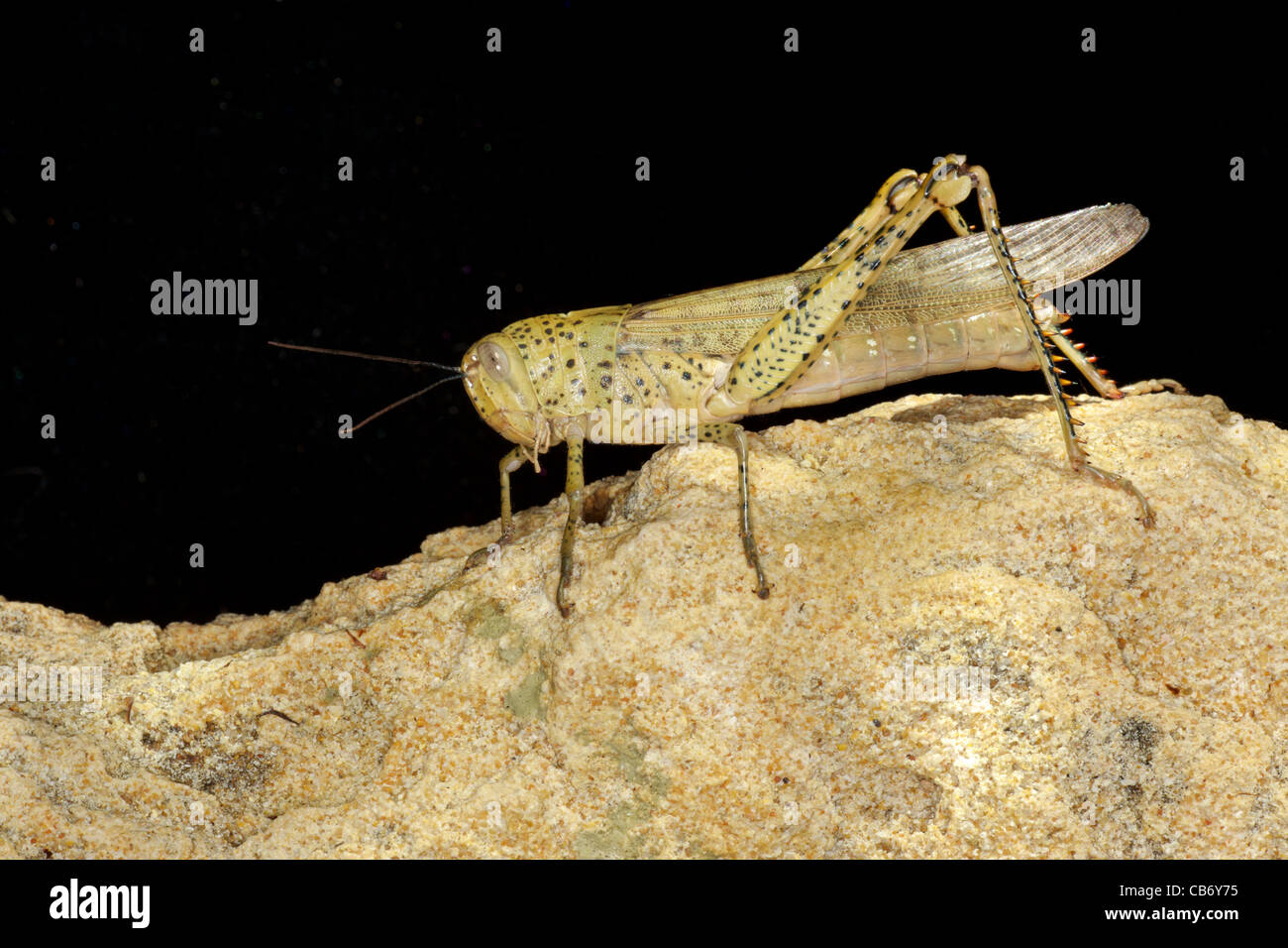 A locust resting on a sandstone rock, Western Australia Stock Photo - Alamy