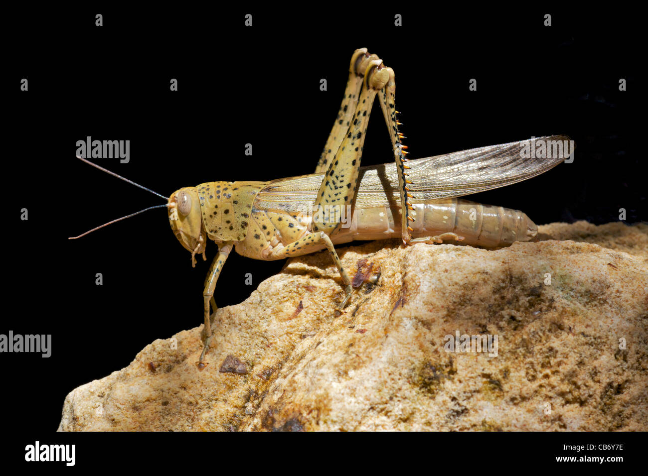 Locust Plague High Resolution Stock Photography and Images - Alamy