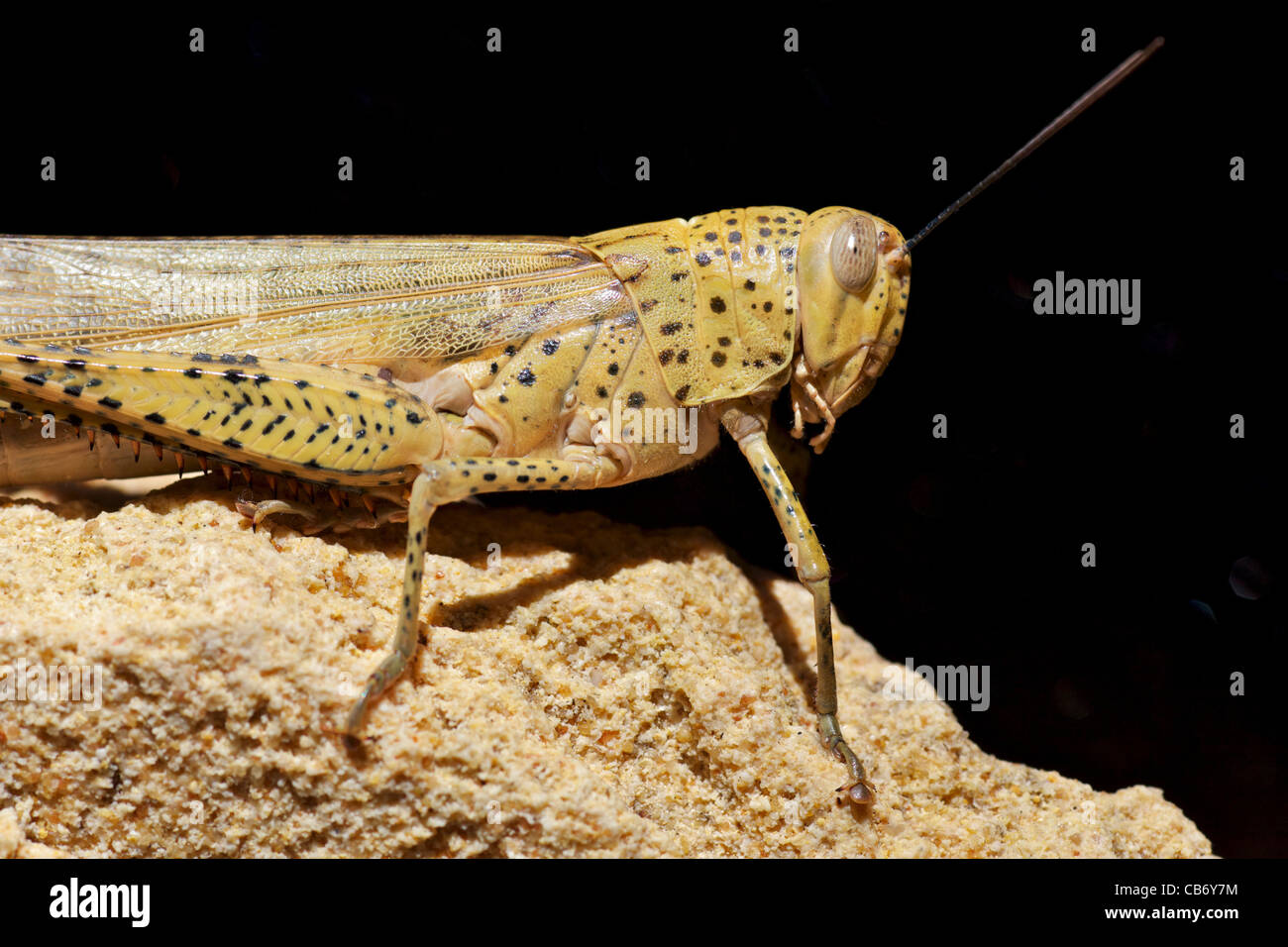 A locust resting on a sandstone rock, Western Australia Stock Photo - Alamy