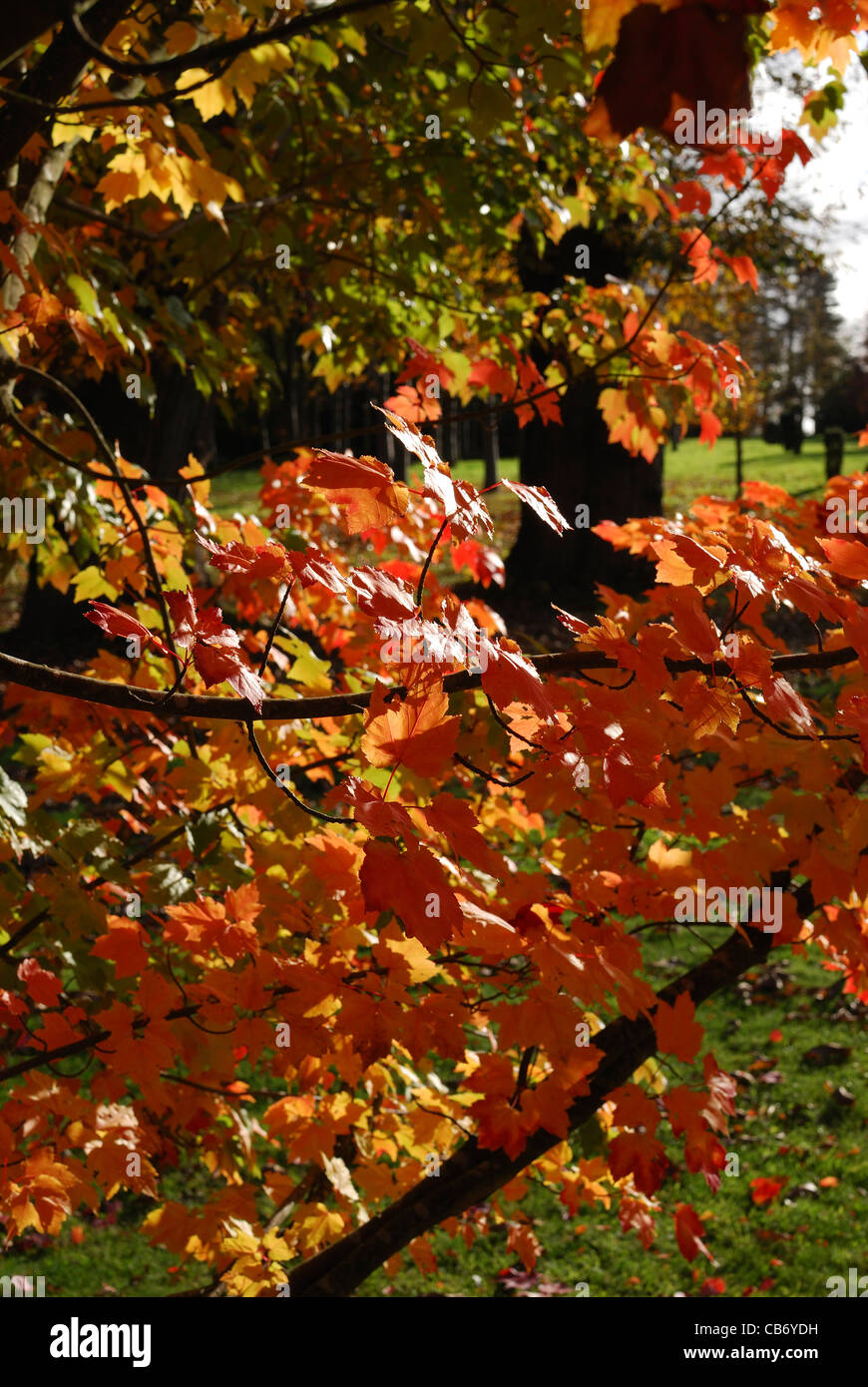 Norway Maple. Acer platanoides. Autumn (Fall) colours. Close up of ...